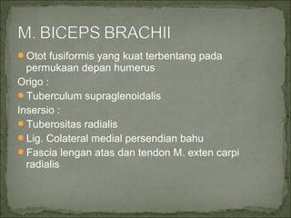 Anatomi kaki depan | PPT