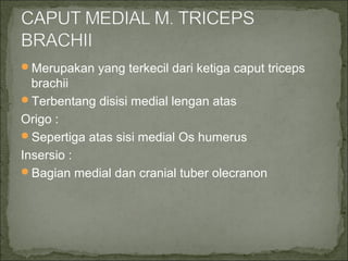 Anatomi kaki depan | PPT