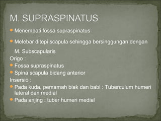 Anatomi kaki depan | PPT