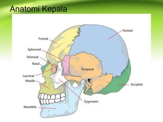 ANATOMI KEPALA DAN PERMUKAAN TUBUH.pptx