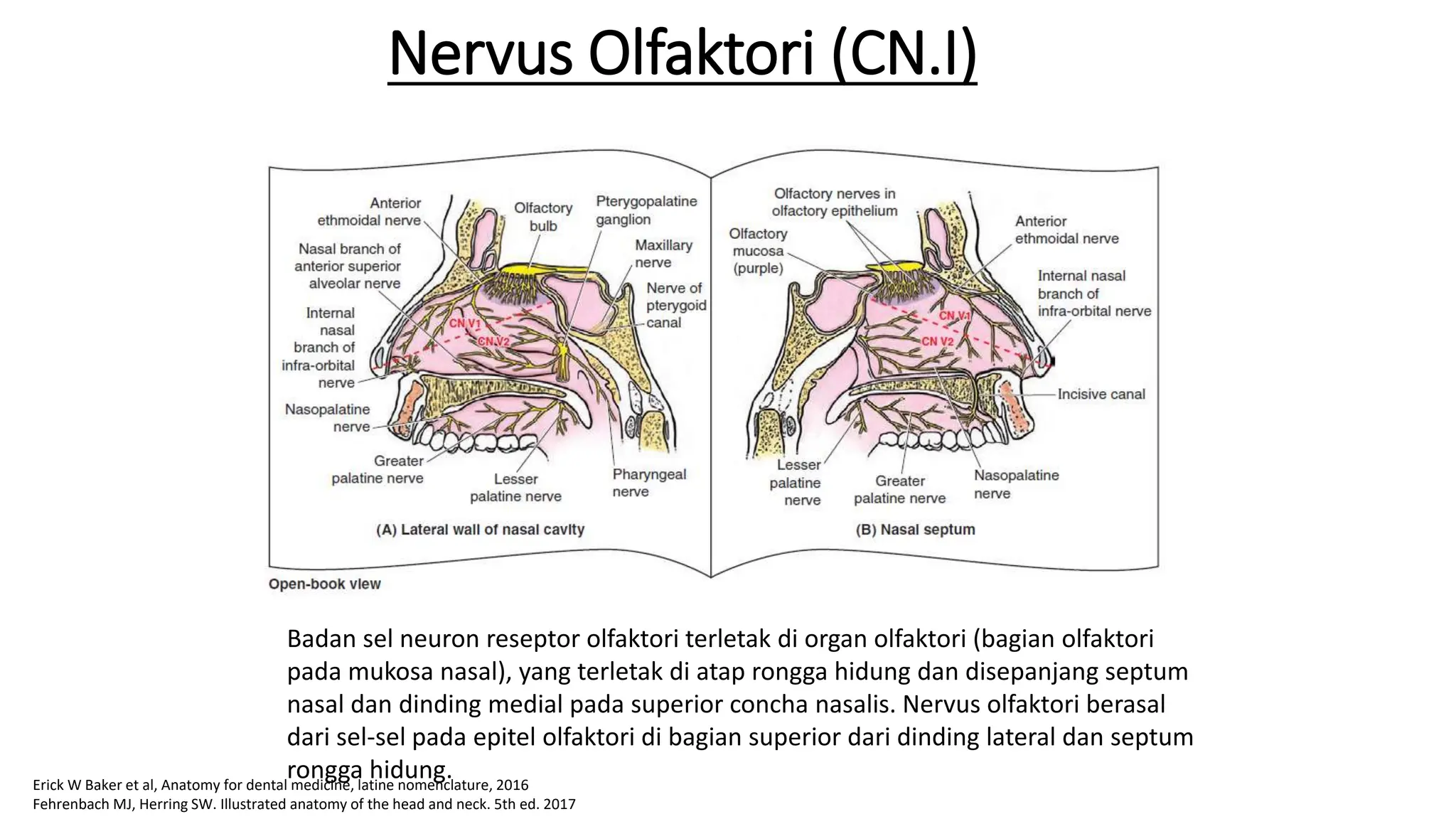 ANATOMI KEPALA SARAF ARTERI, VENA, OTOT, Dan Anatomi Impaksi Mandibular ...