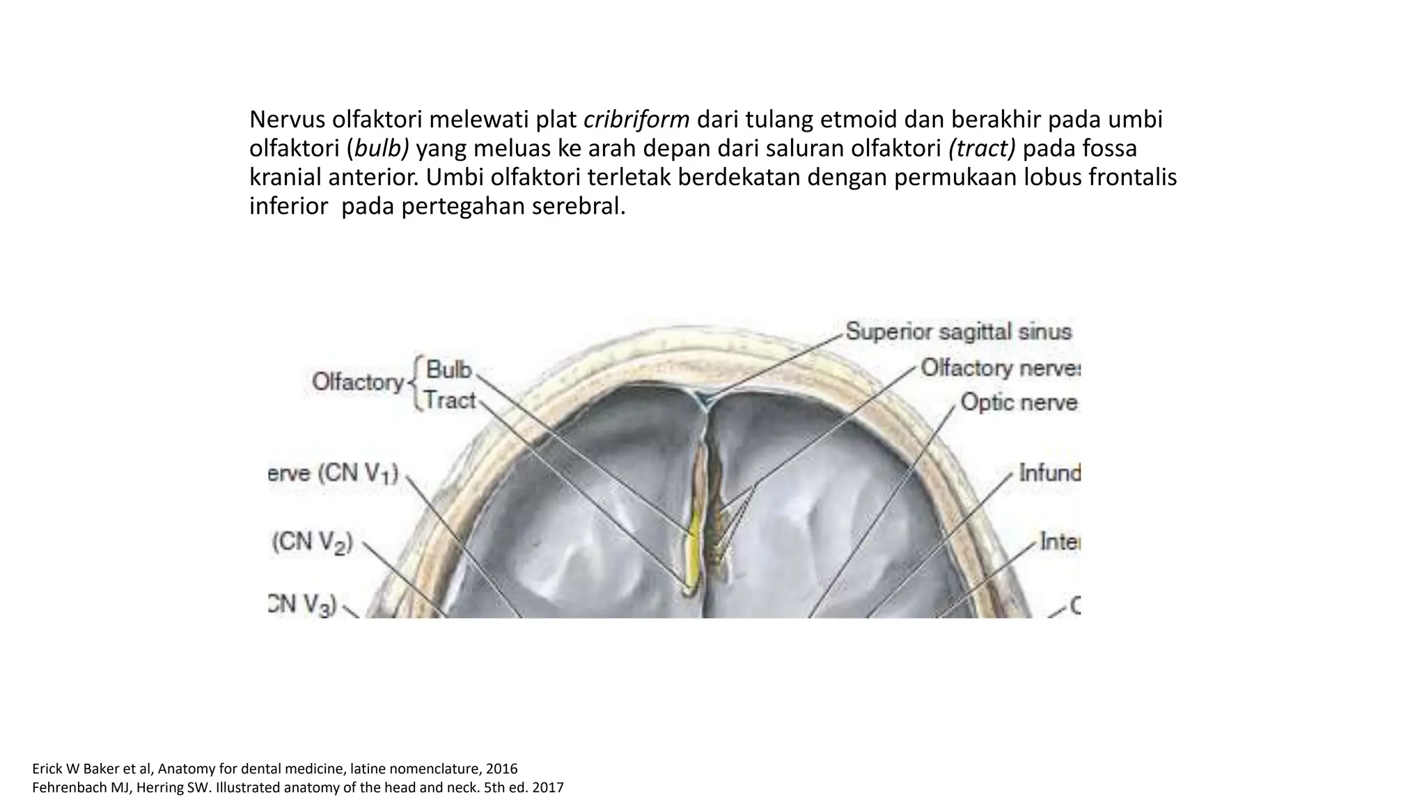 ANATOMI KEPALA SARAF ARTERI, VENA, OTOT, Dan Anatomi Impaksi Mandibular ...
