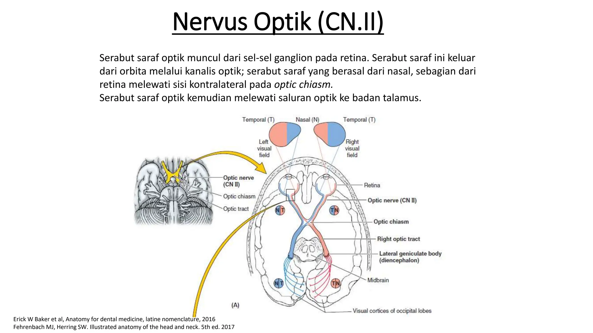 ANATOMI KEPALA SARAF ARTERI, VENA, OTOT, Dan Anatomi Impaksi Mandibular ...