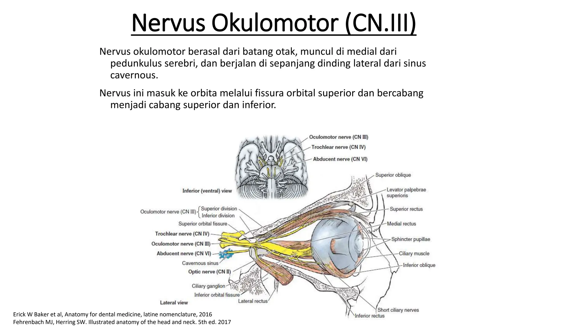 ANATOMI KEPALA SARAF ARTERI, VENA, OTOT, Dan Anatomi Impaksi Mandibular ...
