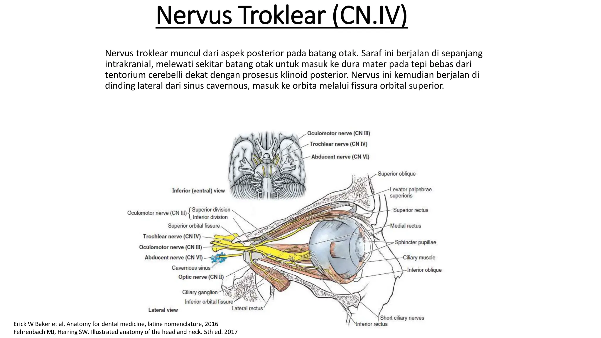 ANATOMI KEPALA SARAF ARTERI, VENA, OTOT, Dan Anatomi Impaksi Mandibular ...