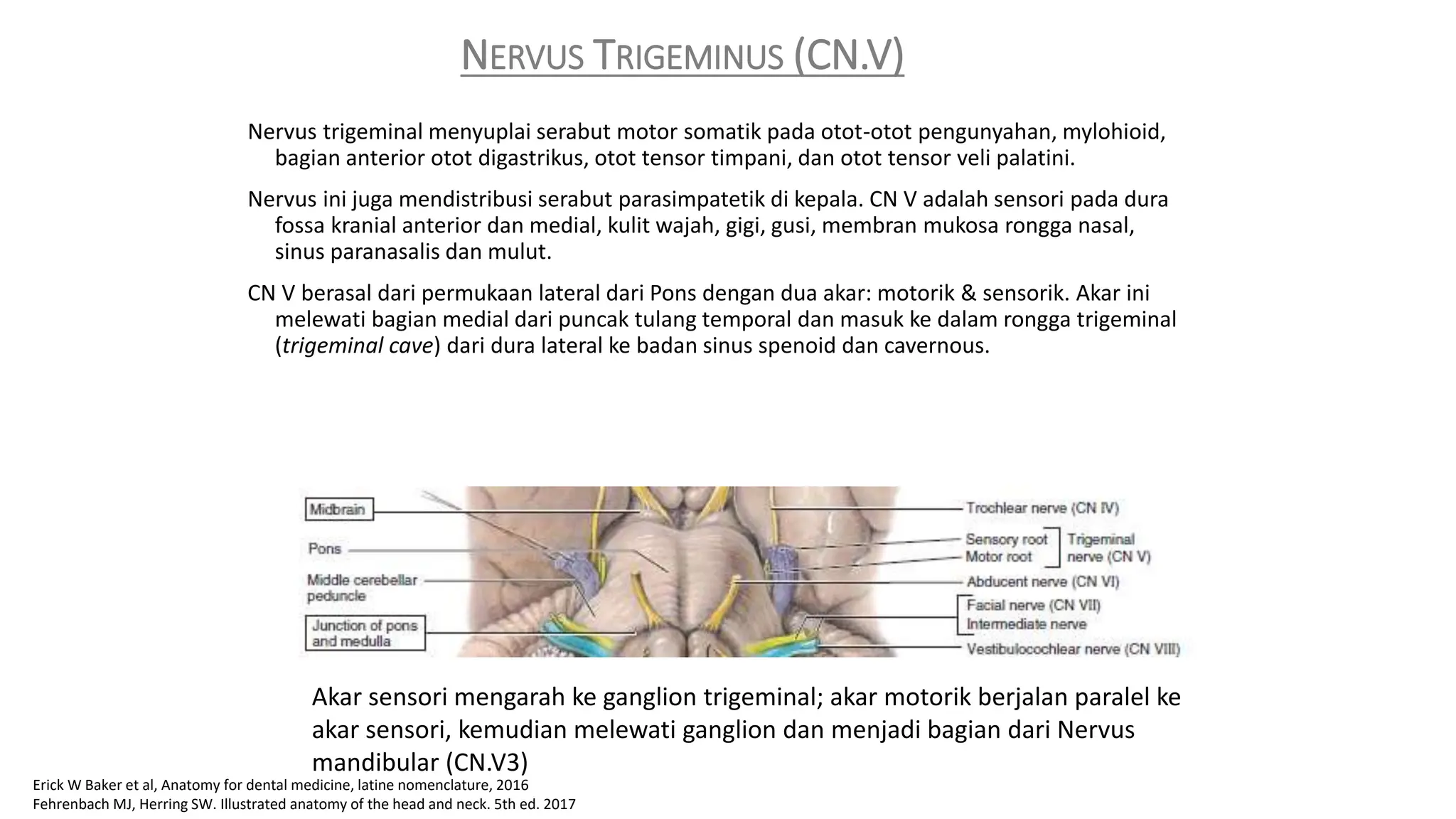 ANATOMI KEPALA SARAF ARTERI, VENA, OTOT, Dan Anatomi Impaksi Mandibular ...