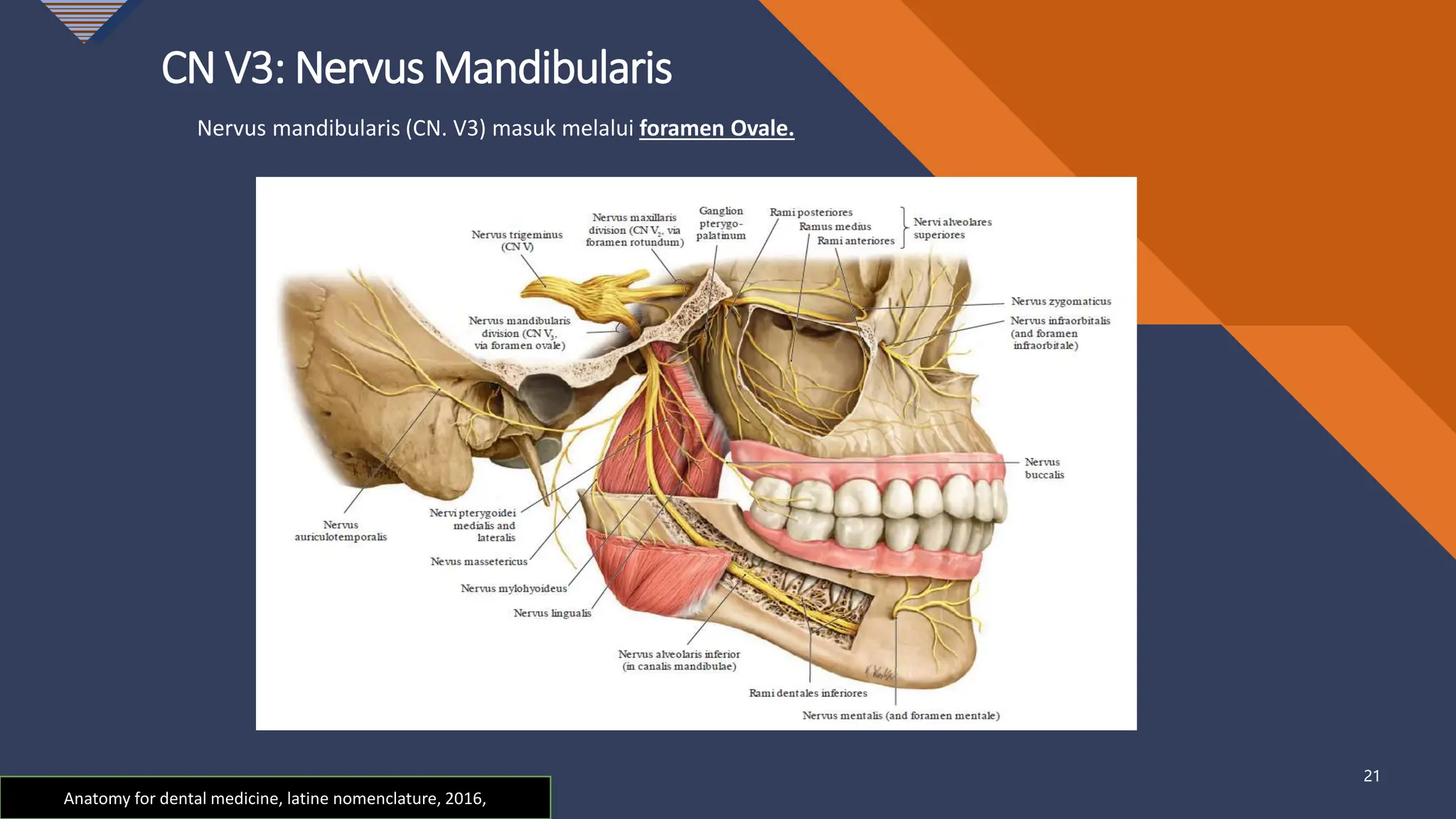 ANATOMI KEPALA SARAF ARTERI, VENA, OTOT, Dan Anatomi Impaksi Mandibular ...