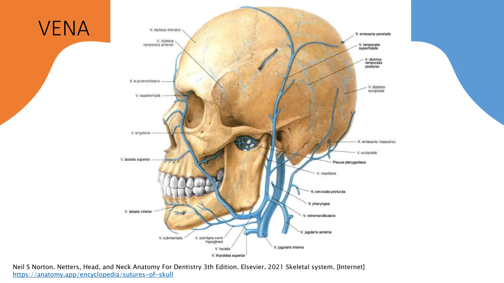 ANATOMI KEPALA SARAF ARTERI, VENA, OTOT, Dan Anatomi Impaksi Mandibular ...