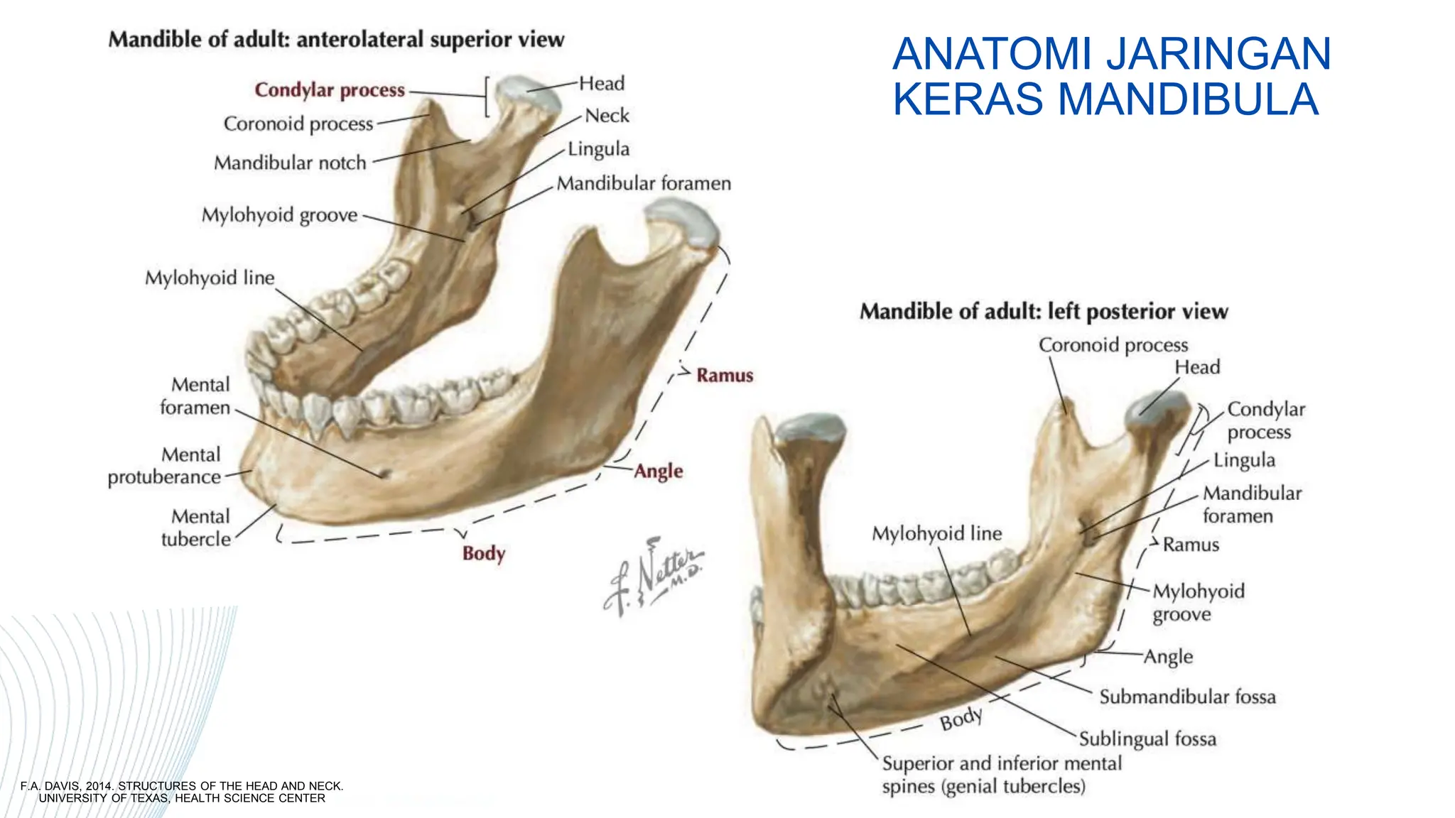 ANATOMI KEPALA SARAF ARTERI, VENA, OTOT, Dan Anatomi Impaksi Mandibular ...
