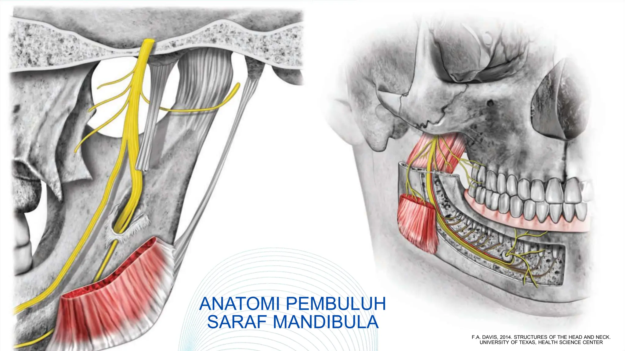 ANATOMI KEPALA SARAF ARTERI, VENA, OTOT, Dan Anatomi Impaksi Mandibular ...