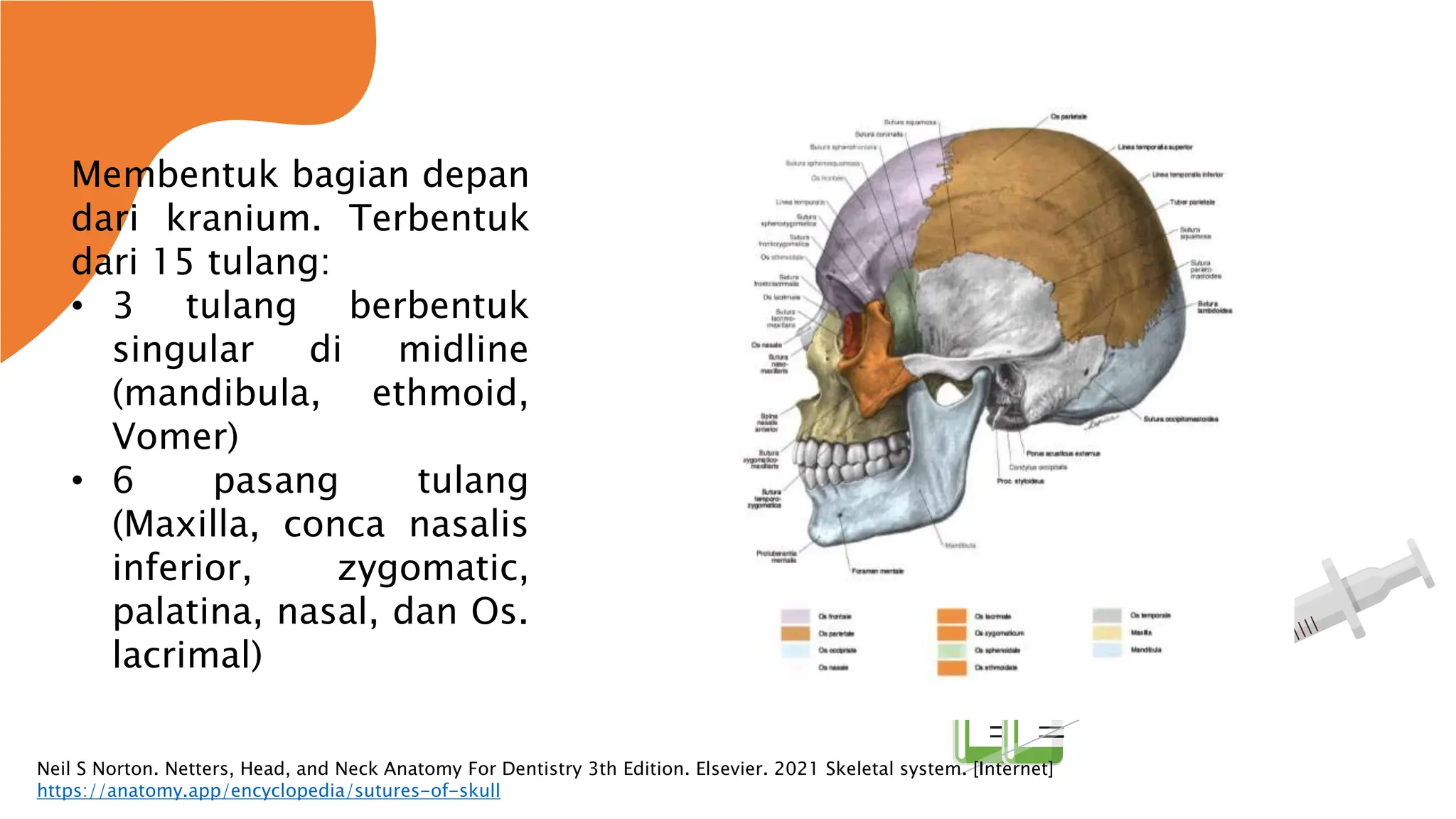ANATOMI KEPALA SARAF ARTERI, VENA, OTOT, Dan Anatomi Impaksi Mandibular ...
