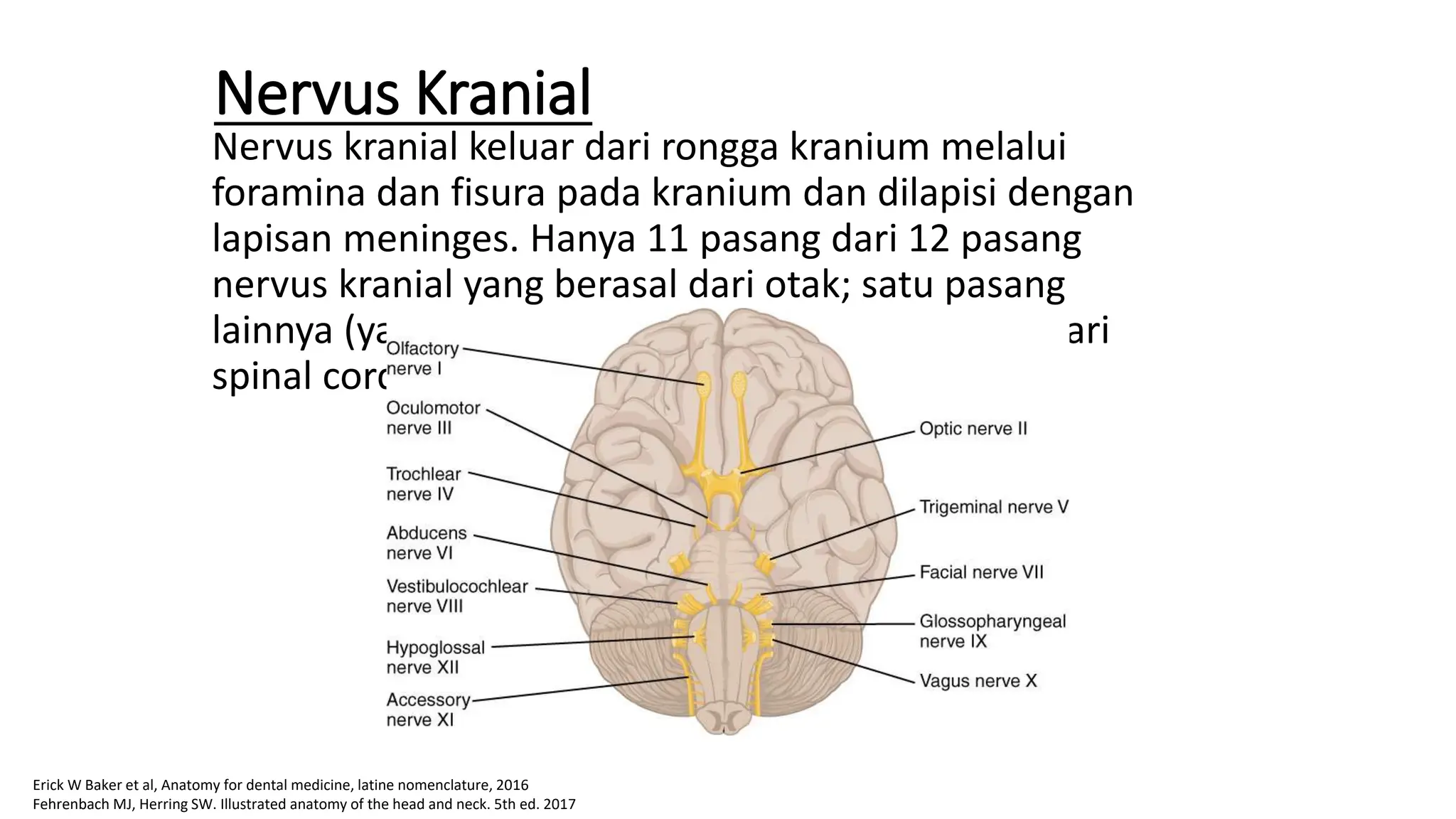 ANATOMI KEPALA SARAF ARTERI, VENA, OTOT, Dan Anatomi Impaksi Mandibular ...