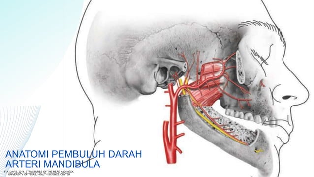 ANATOMI KEPALA SARAF ARTERI, VENA, OTOT, Dan Anatomi Impaksi Mandibular ...
