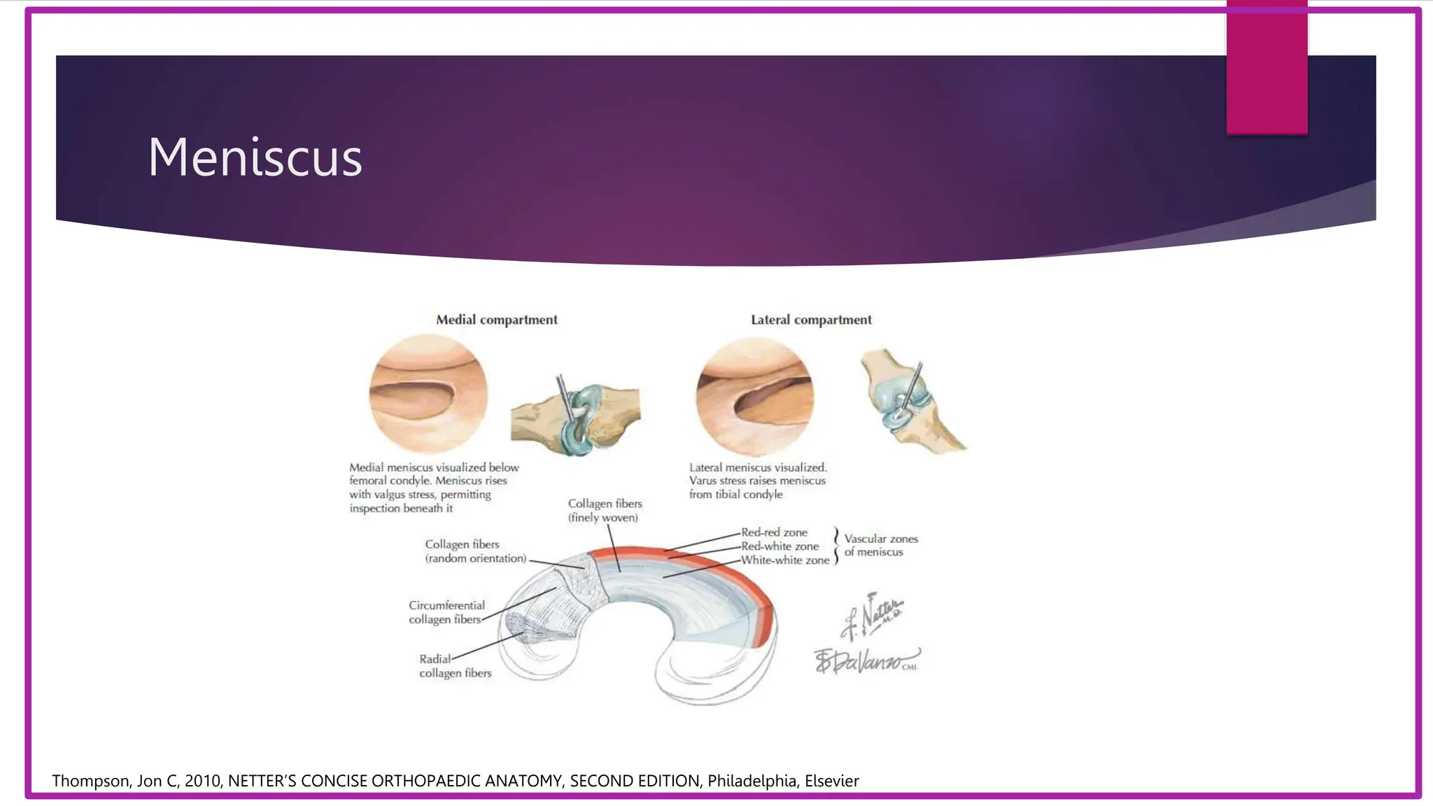 Anatomi Klinis dan Fungsional Lutut / Knee .pptx