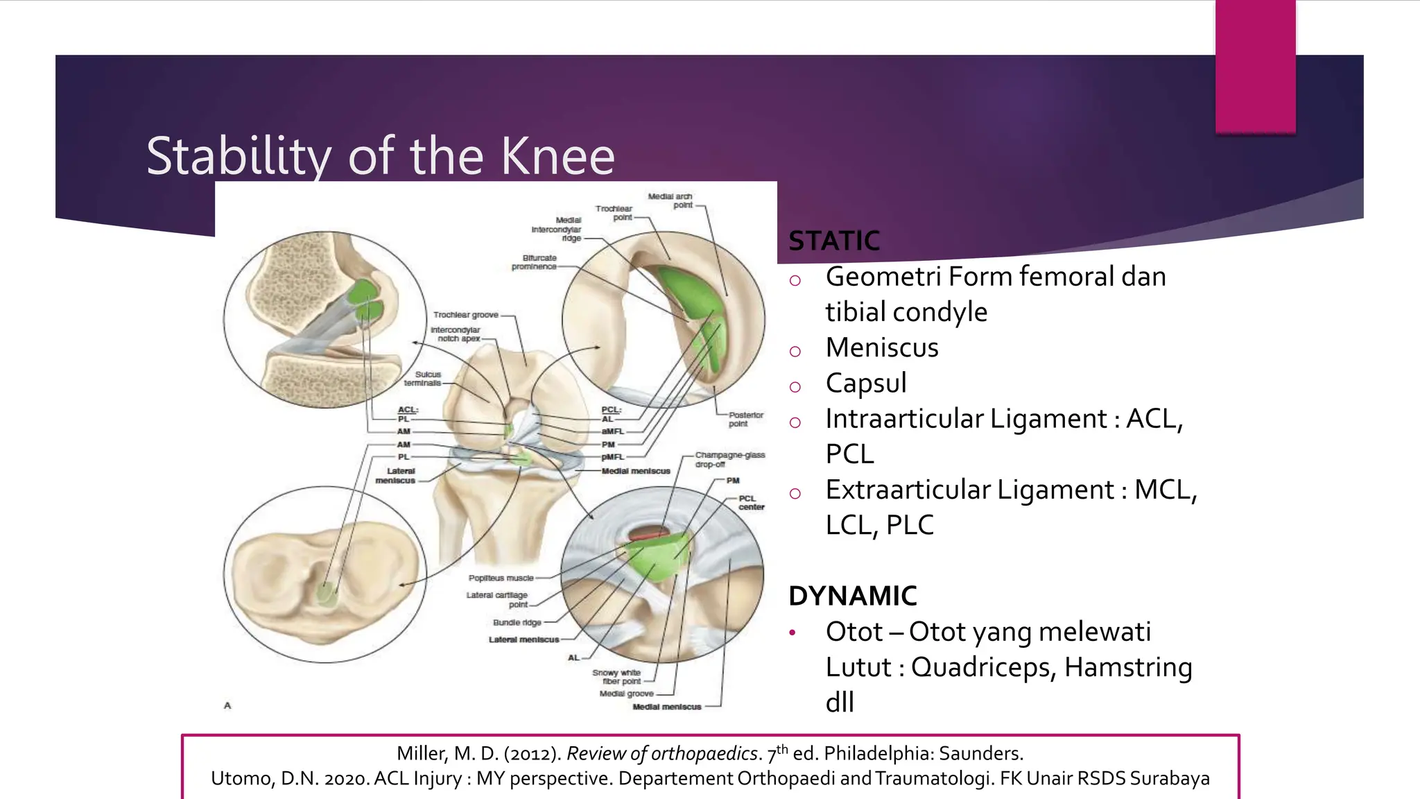 Anatomi Klinis dan Fungsional Lutut / Knee .pptx