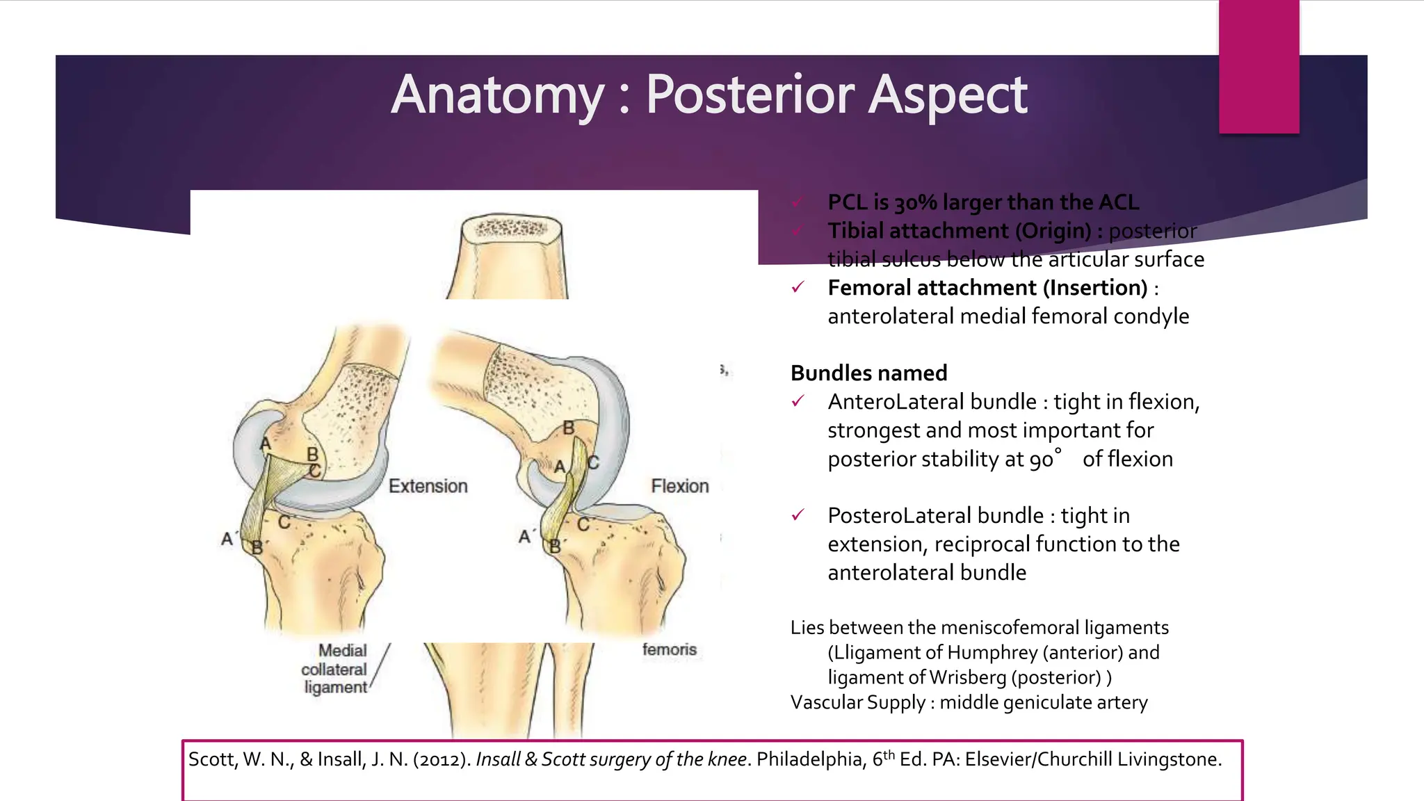 Anatomi Klinis dan Fungsional Lutut / Knee .pptx