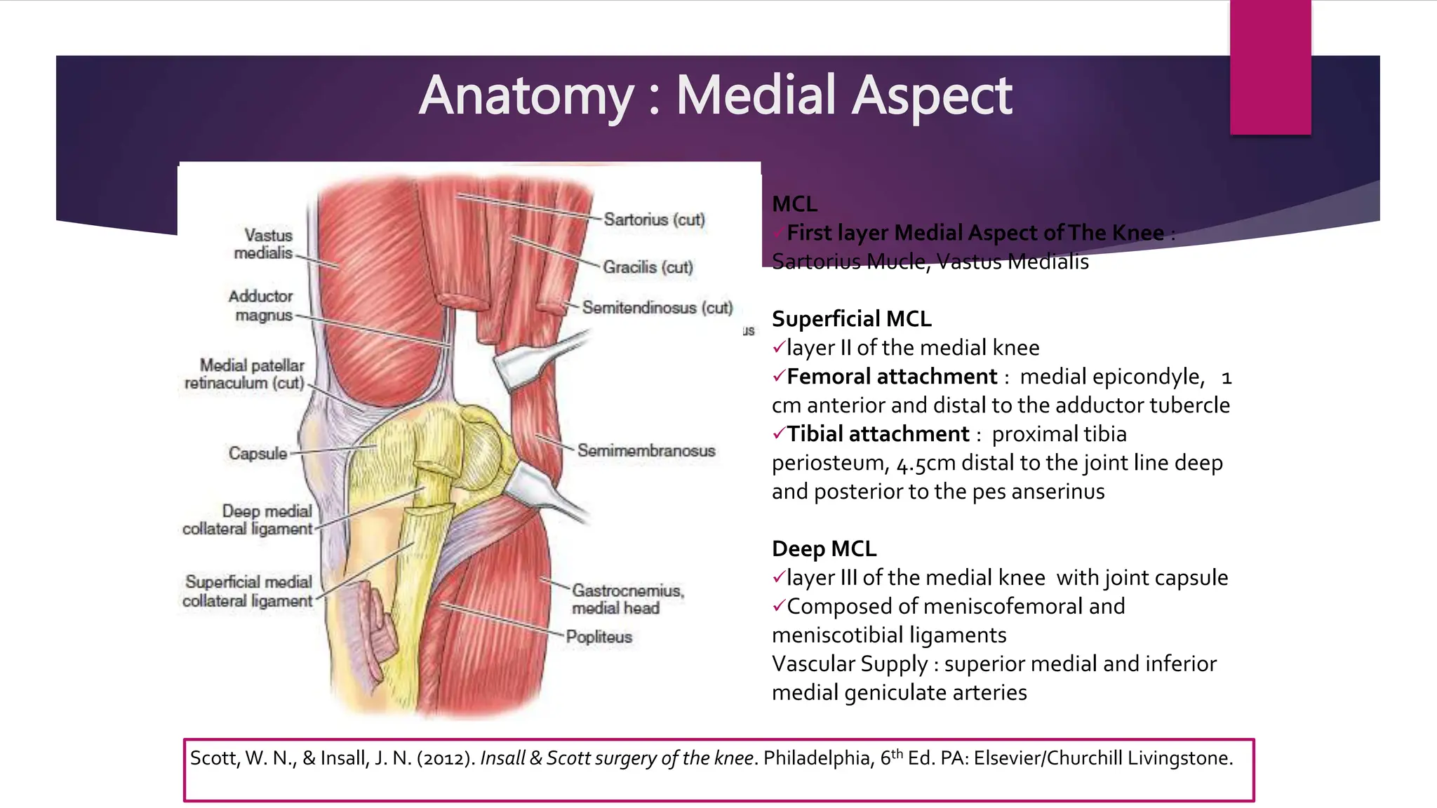 Anatomi Klinis dan Fungsional Lutut / Knee .pptx