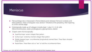 Anatomi Klinis dan Fungsional Lutut / Knee .pptx