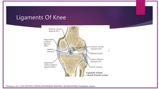Anatomi Klinis dan Fungsional Lutut / Knee .pptx