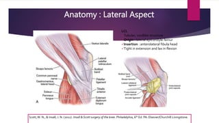 Anatomi Klinis dan Fungsional Lutut / Knee .pptx