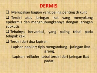 Anatomi kulit & fisiologi penyembuhan luka AKBID PARAMATA KABUPATEN ...