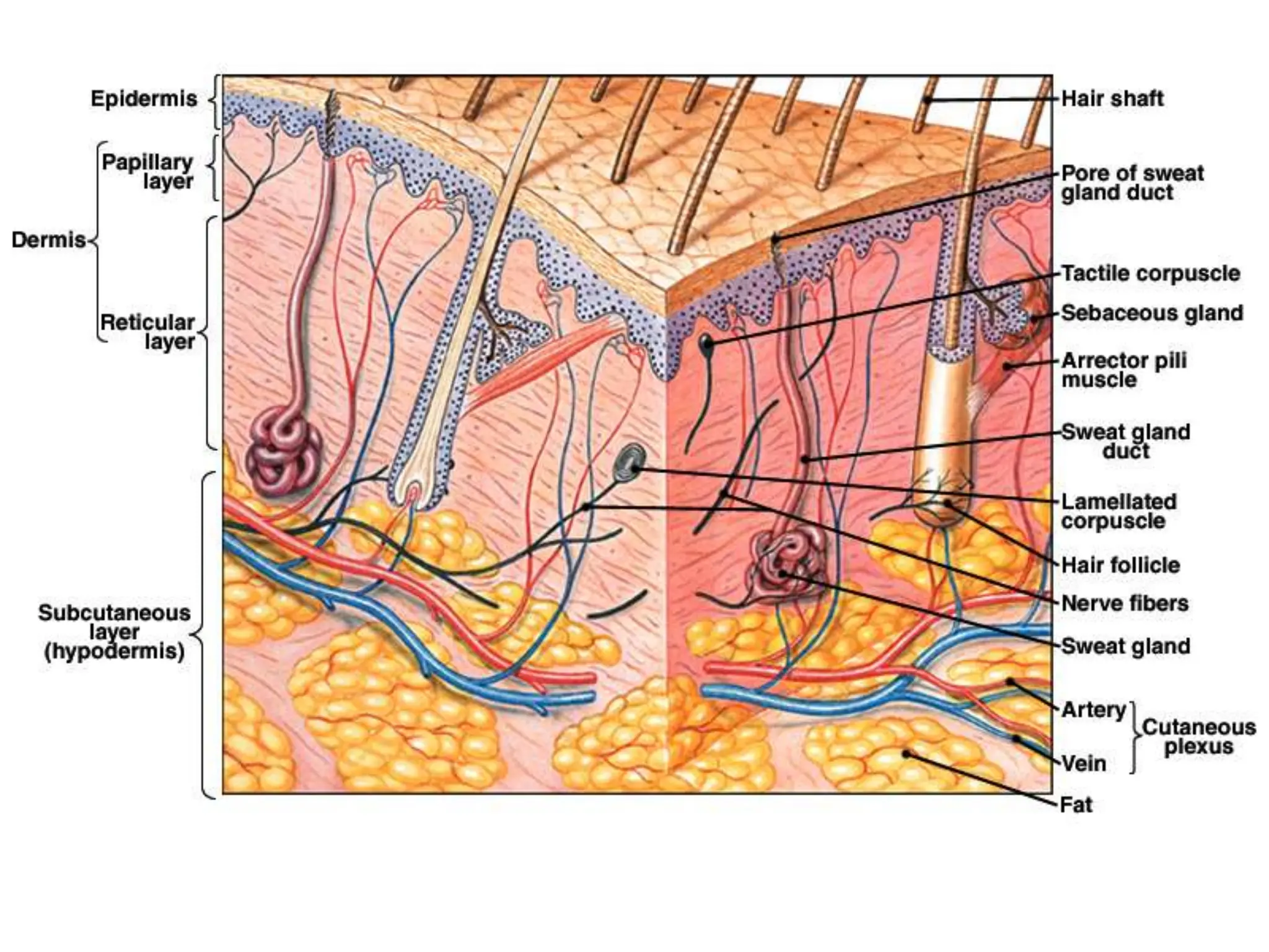 Anatomi dan Fisiologi Organ Kulit dan Lidah | PPT