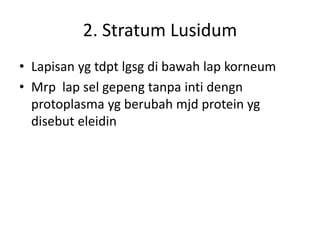 Anatomi dan Fisiologi Organ Kulit dan Lidah | PPT