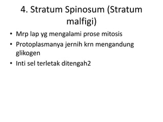 Anatomi dan Fisiologi Organ Kulit dan Lidah | PPT