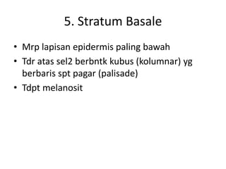 Anatomi dan Fisiologi Organ Kulit dan Lidah | PPT