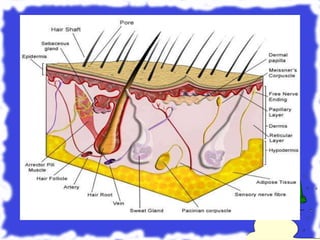 Anatomi dan Fisiologi Organ Kulit dan Lidah | PPT