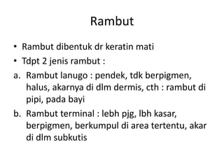 Anatomi dan Fisiologi Organ Kulit dan Lidah | PPT