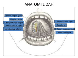 Anatomi dan Fisiologi Organ Kulit dan Lidah | PPT