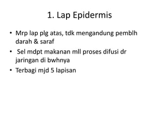 Anatomi dan Fisiologi Organ Kulit dan Lidah | PPT