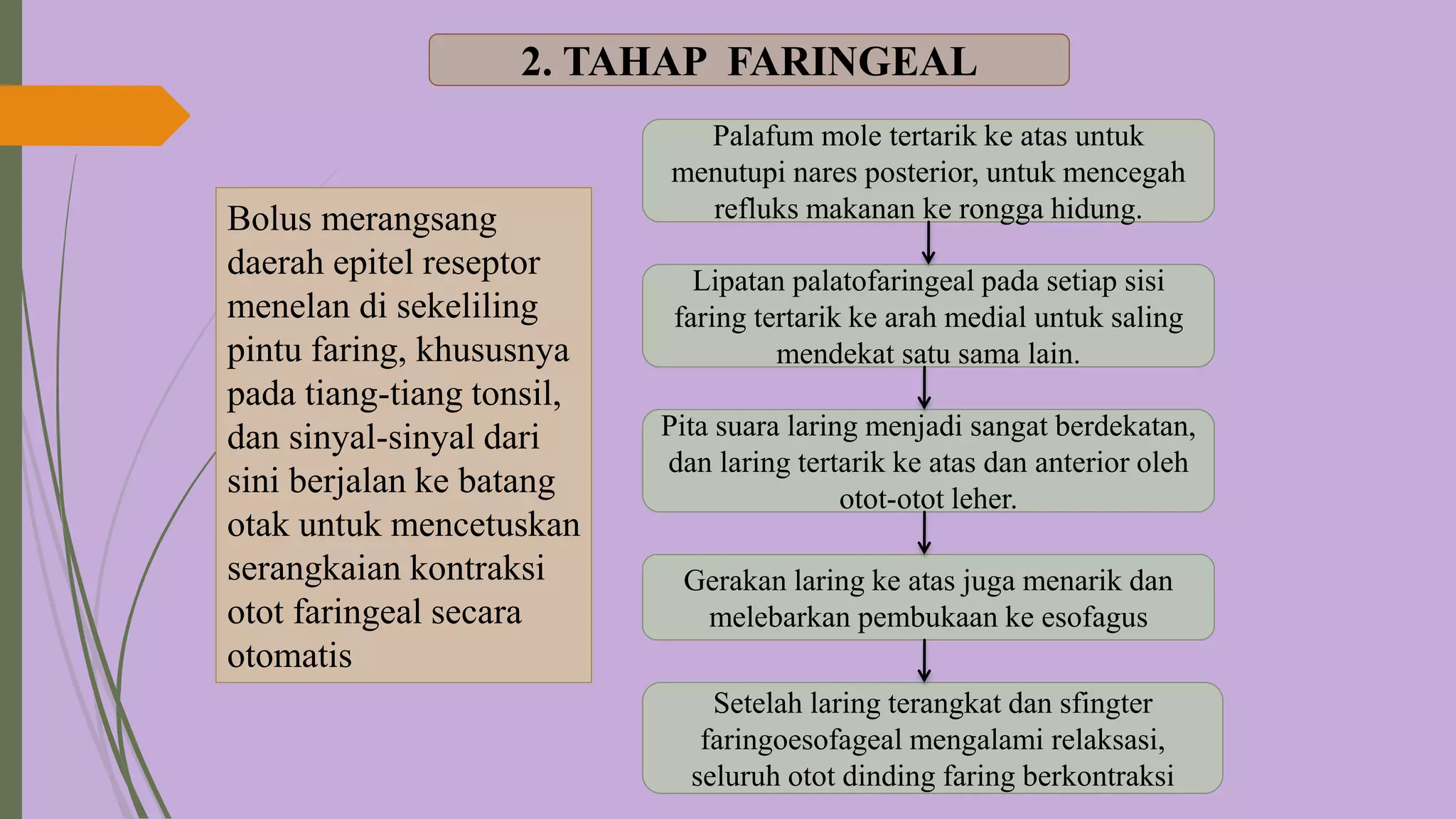 anatomi laring faring.pptx