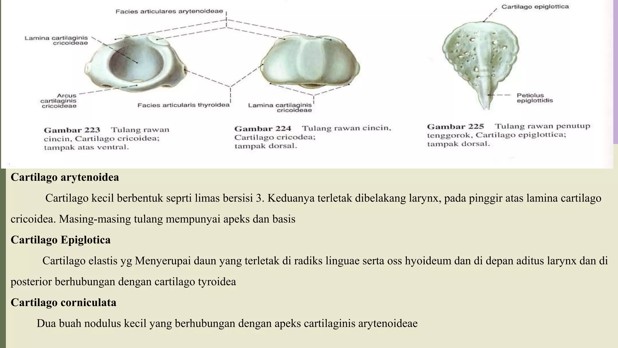 anatomi laring faring.pptx