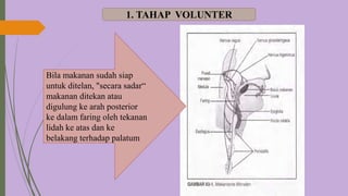 anatomi laring faring.pptx