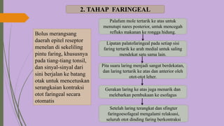 anatomi laring faring.pptx