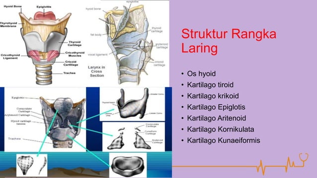 anatomi laring faring.pptx
