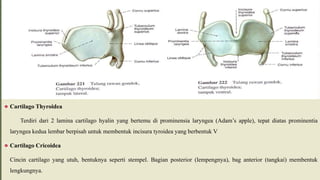 anatomi laring faring.pptx