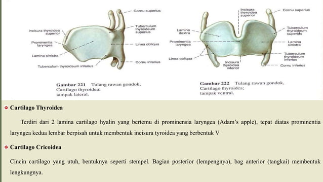 anatomi laring faring.pptx
