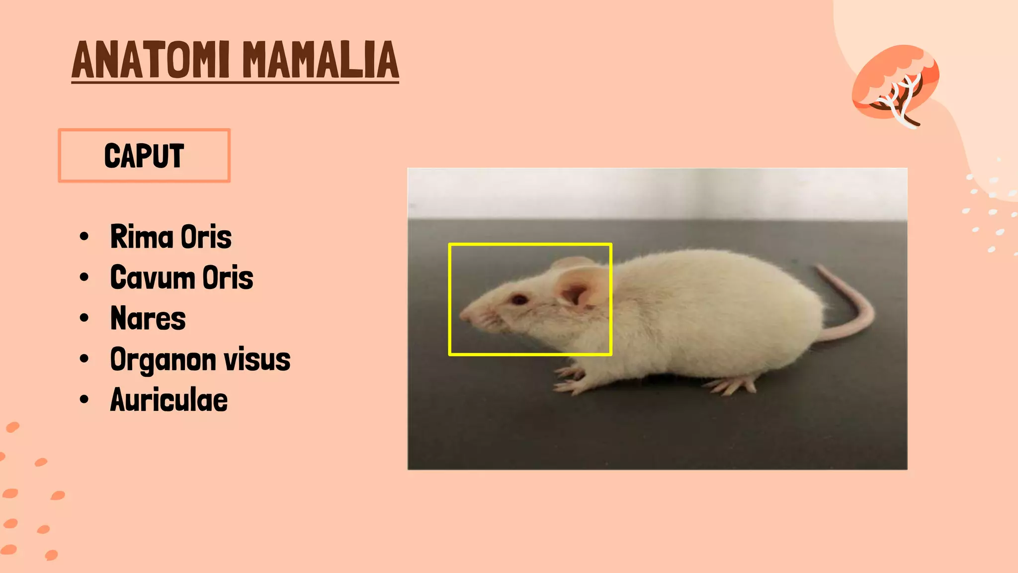 ANATOMI MAMALIA DAN AMPHIBI ASISTENSI 2022.pptx