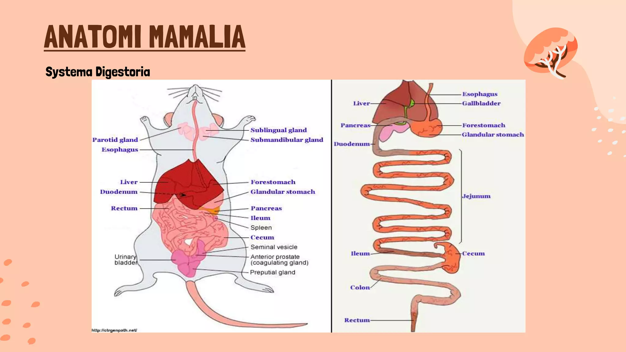 ANATOMI MAMALIA DAN AMPHIBI ASISTENSI 2022.pptx