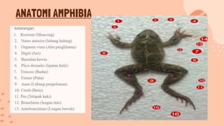 ANATOMI MAMALIA DAN AMPHIBI ASISTENSI 2022.pptx