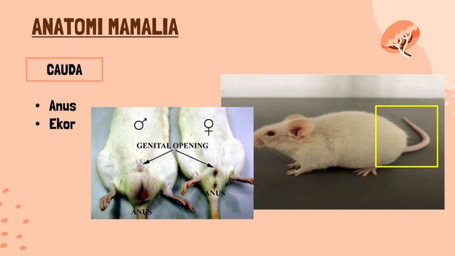 ANATOMI MAMALIA DAN AMPHIBI ASISTENSI 2022.pptx