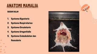 ANATOMI MAMALIA DAN AMPHIBI ASISTENSI 2022.pptx