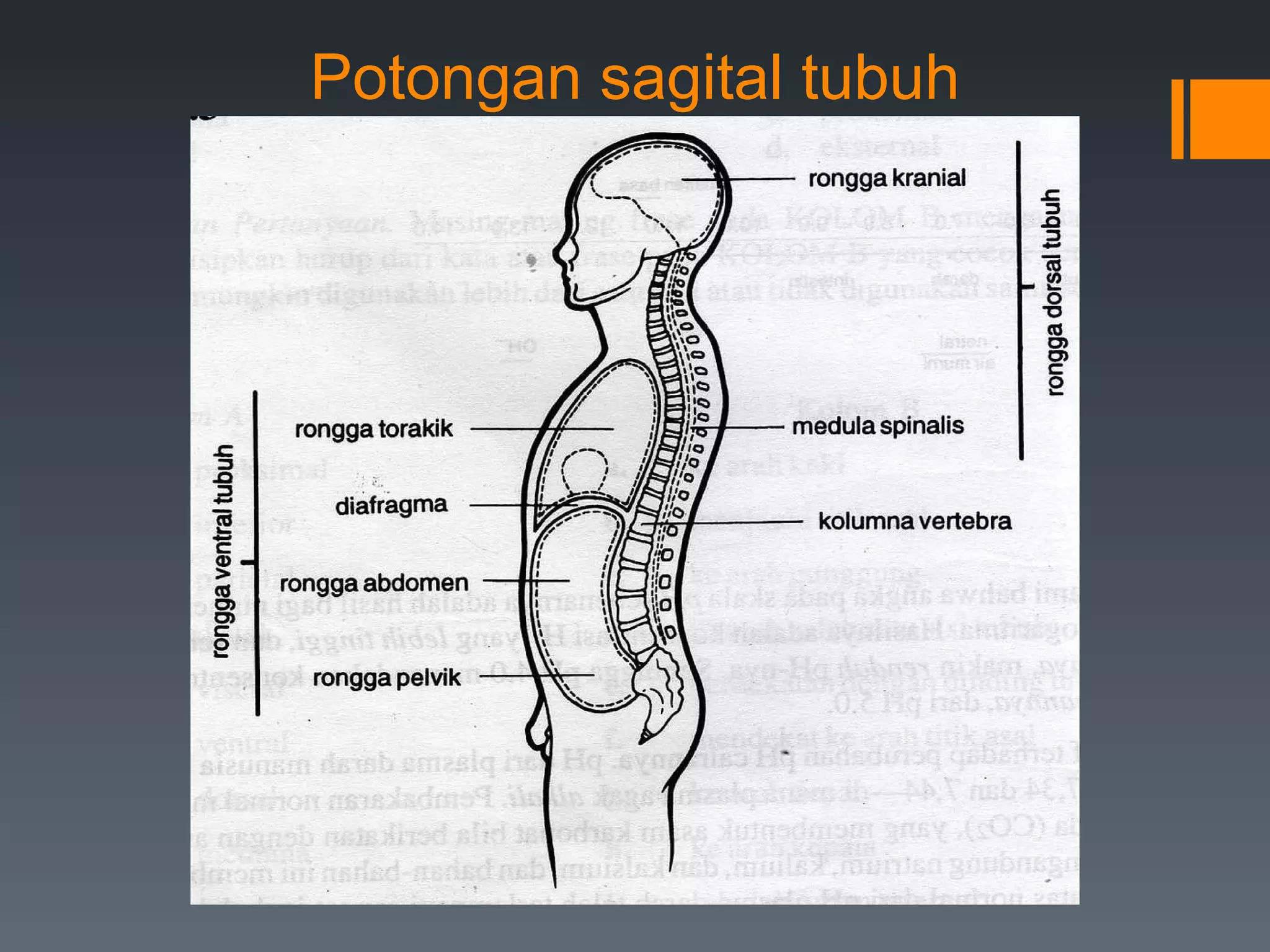 Anatomi manusia | PPT