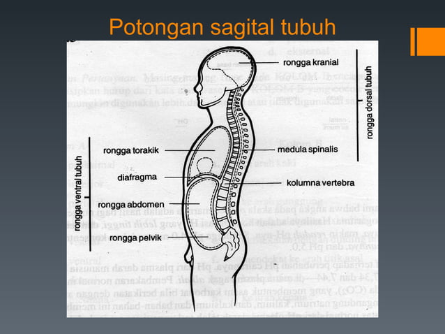Anatomi manusia | PPT