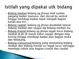 Anatomi_Manusia_ppt.ppt