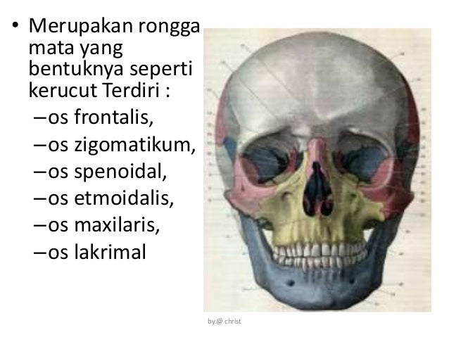 Anatomi Mata