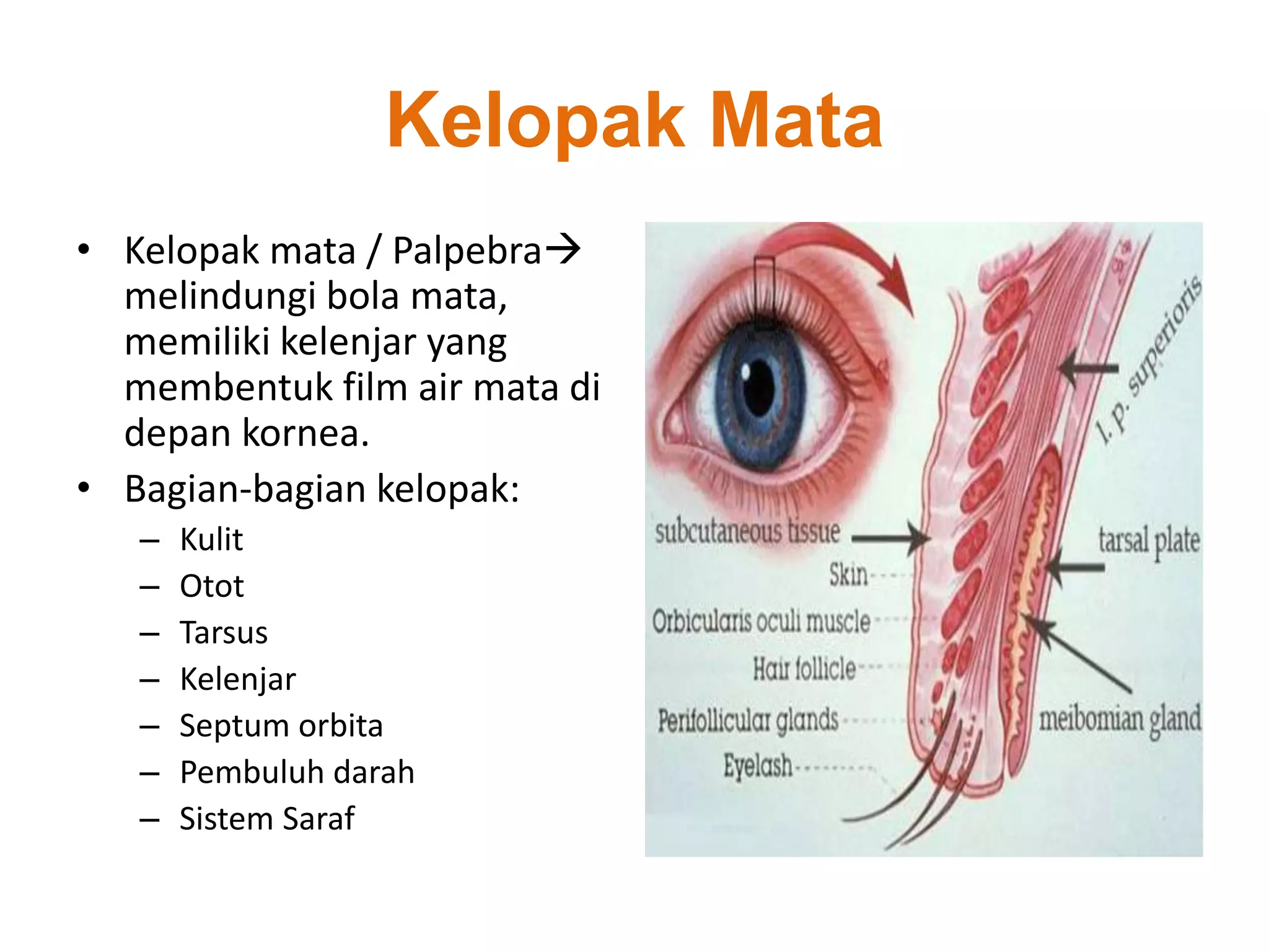Anatomi Mata.pptx